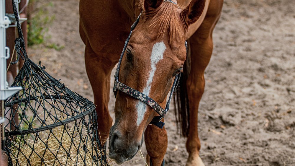 Hämoglobin zu niedrig? Was essen zur natürlichen Steigerung des ...
